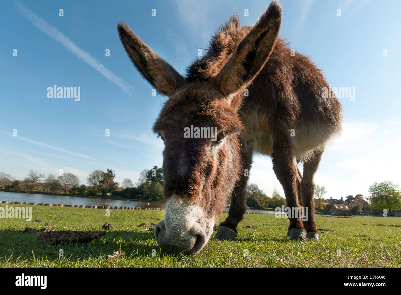 New Forest Donkey Stock Photo - Alamy