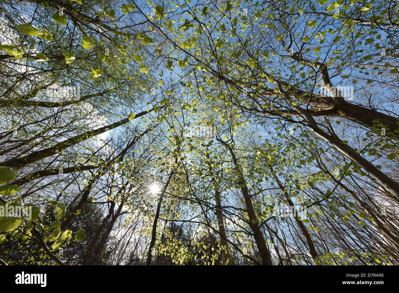 New young beech leaves backlit in bright sunrise in protected ancient ...
