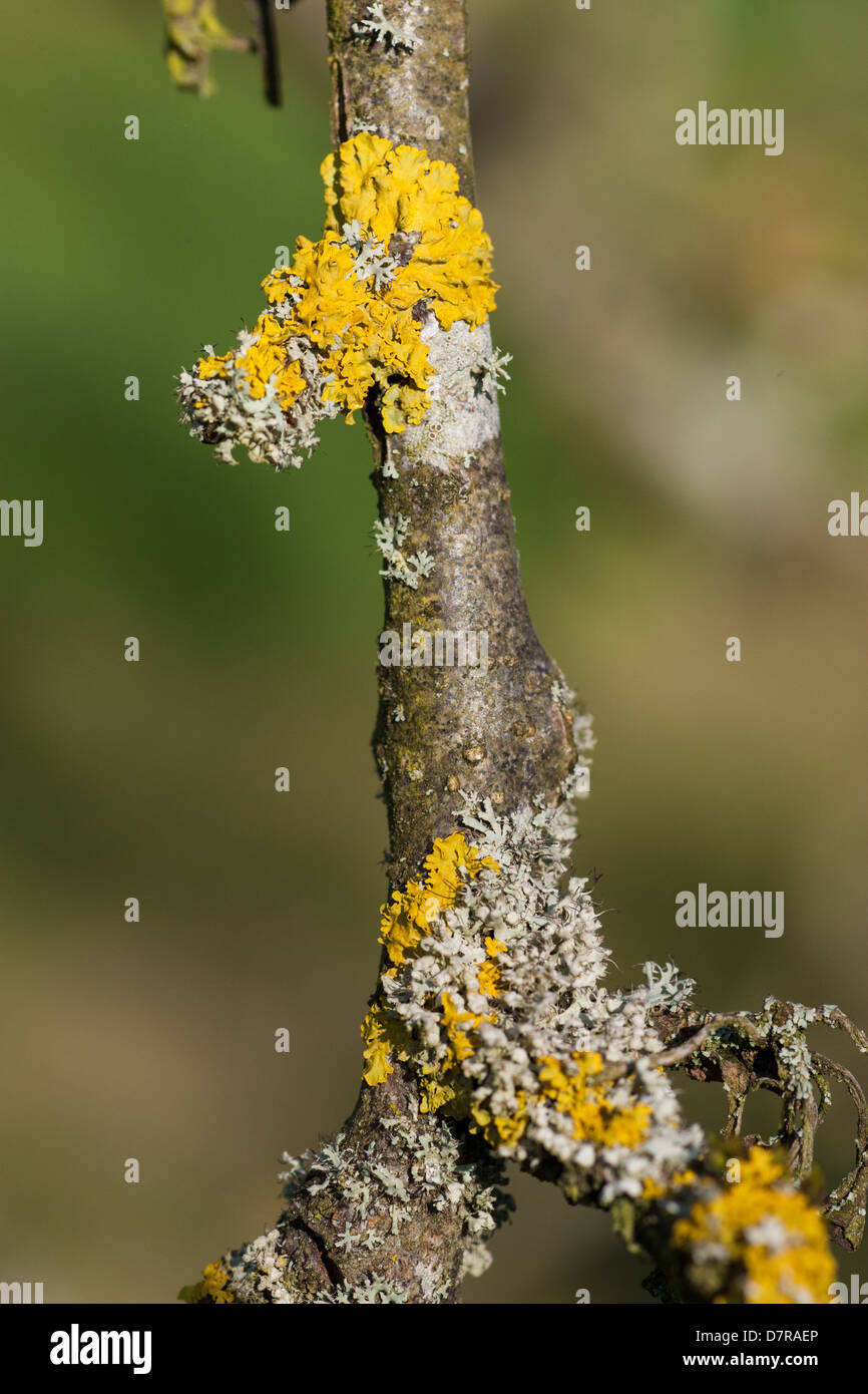 Lichen on an old apple tree Stock Photo - Alamy