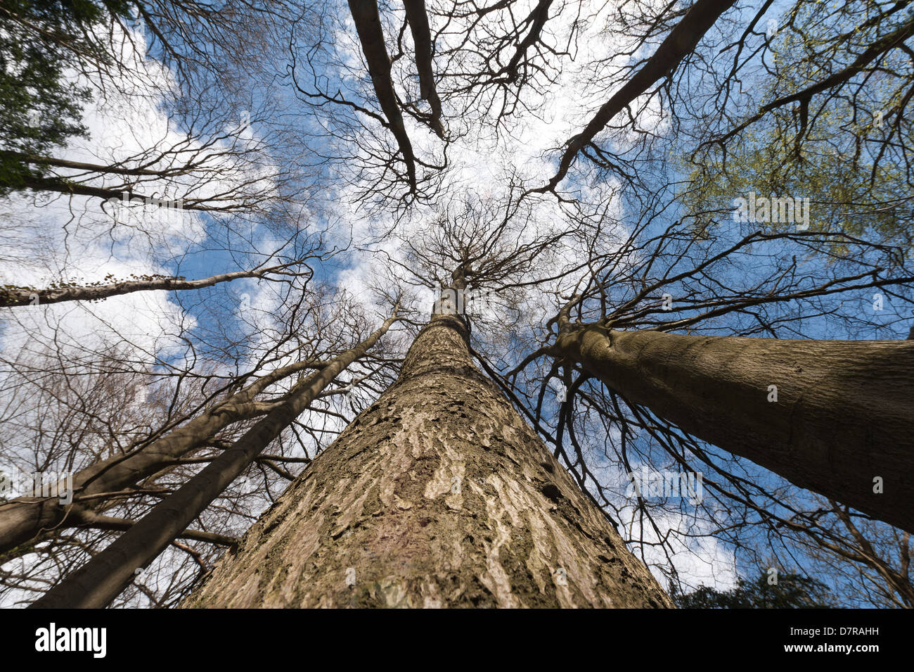 Thick well established tree canopy in protected ancient mature ...
