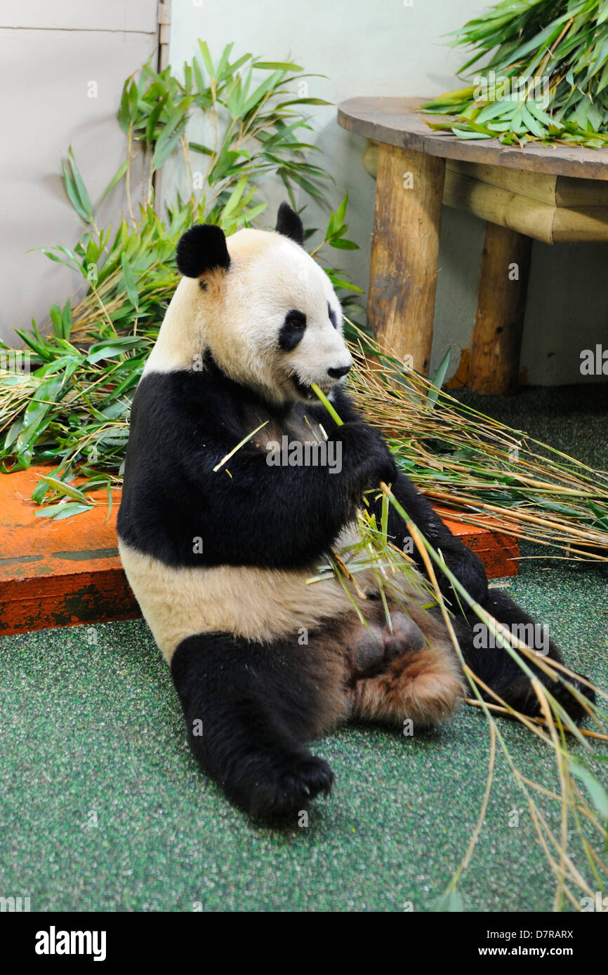 Male giant panda Yang Guang or "Sunshine" in Edinburgh Zoo, Scotland ...