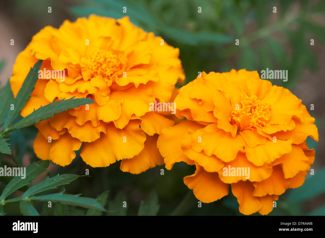 African marigold (Tagetes erecta) in garden Stock Photo - Alamy