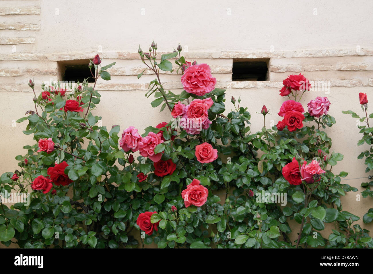 Red roses growing against an ancient wall at the Generalife, Alhambra ...