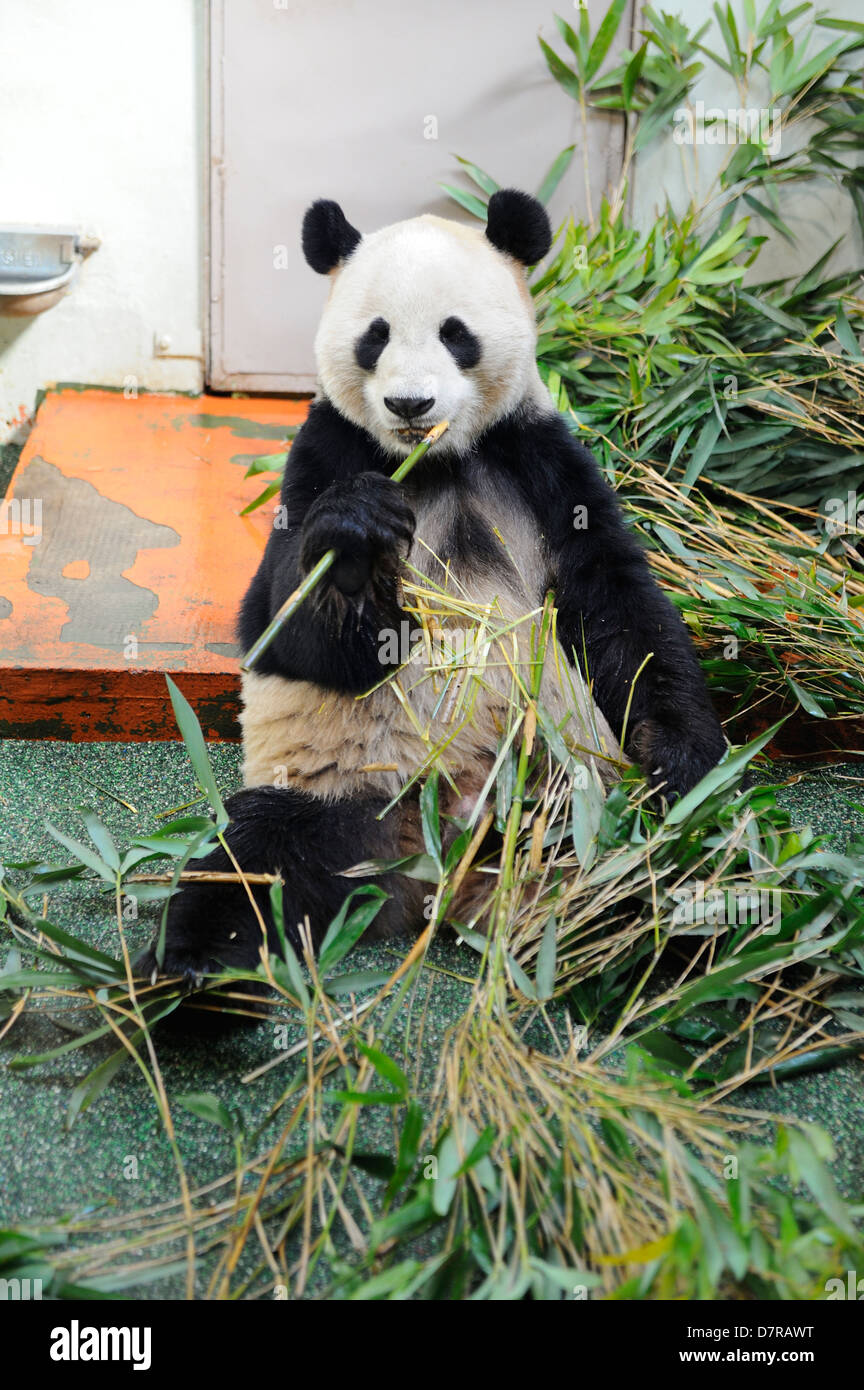 Male giant panda Yang Guang or "Sunshine" in Edinburgh Zoo, Scotland ...