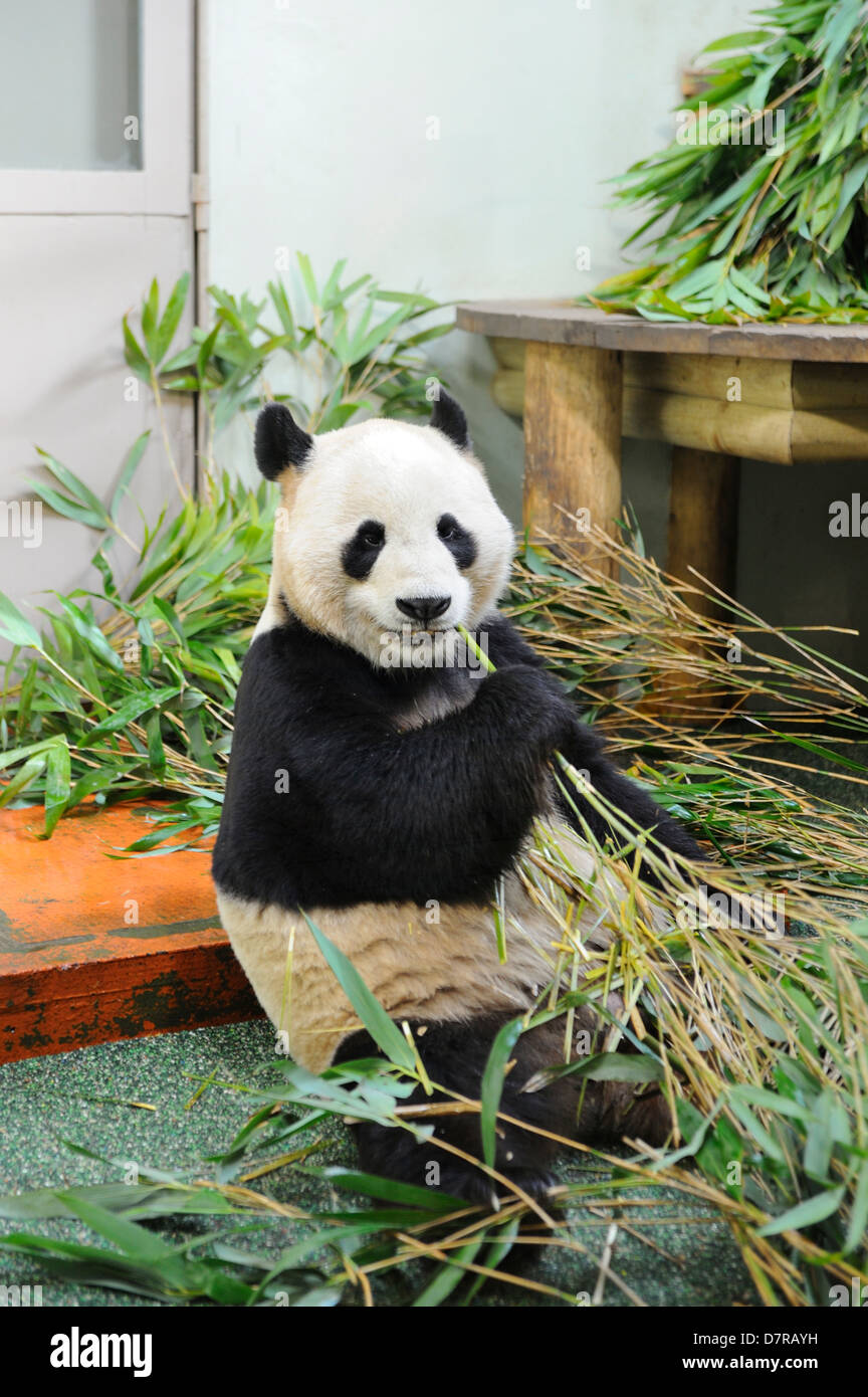 Male giant panda Yang Guang or "Sunshine" in Edinburgh Zoo, Scotland ...
