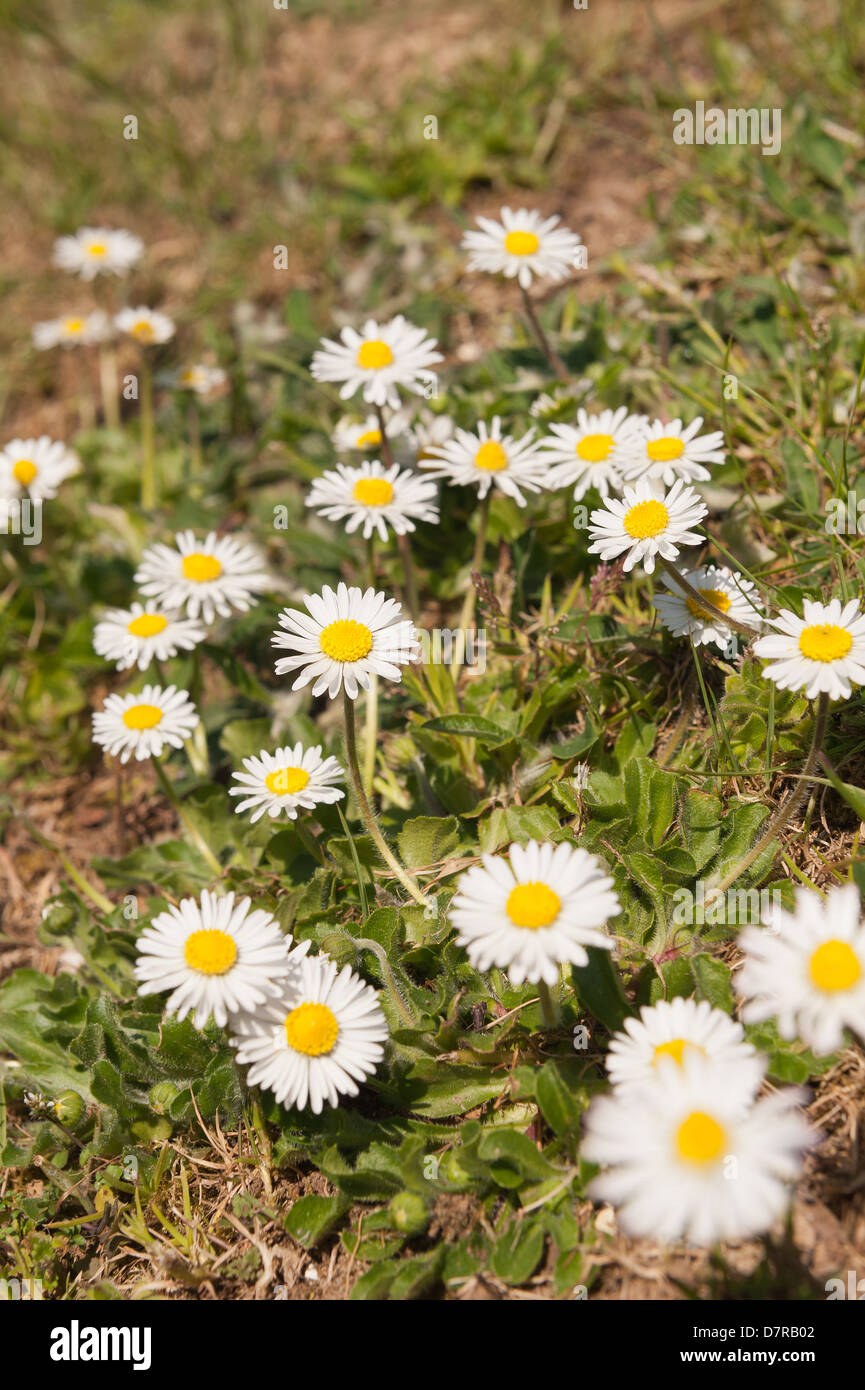The common white daisy, Bellis perennis, gardeners worst enemy a couple ...