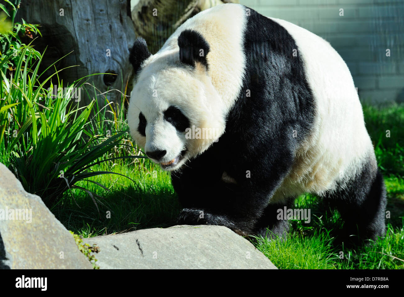 Female giant panda Tian Tian or "Sweetie" in Edinburgh Zoo, Scotland ...