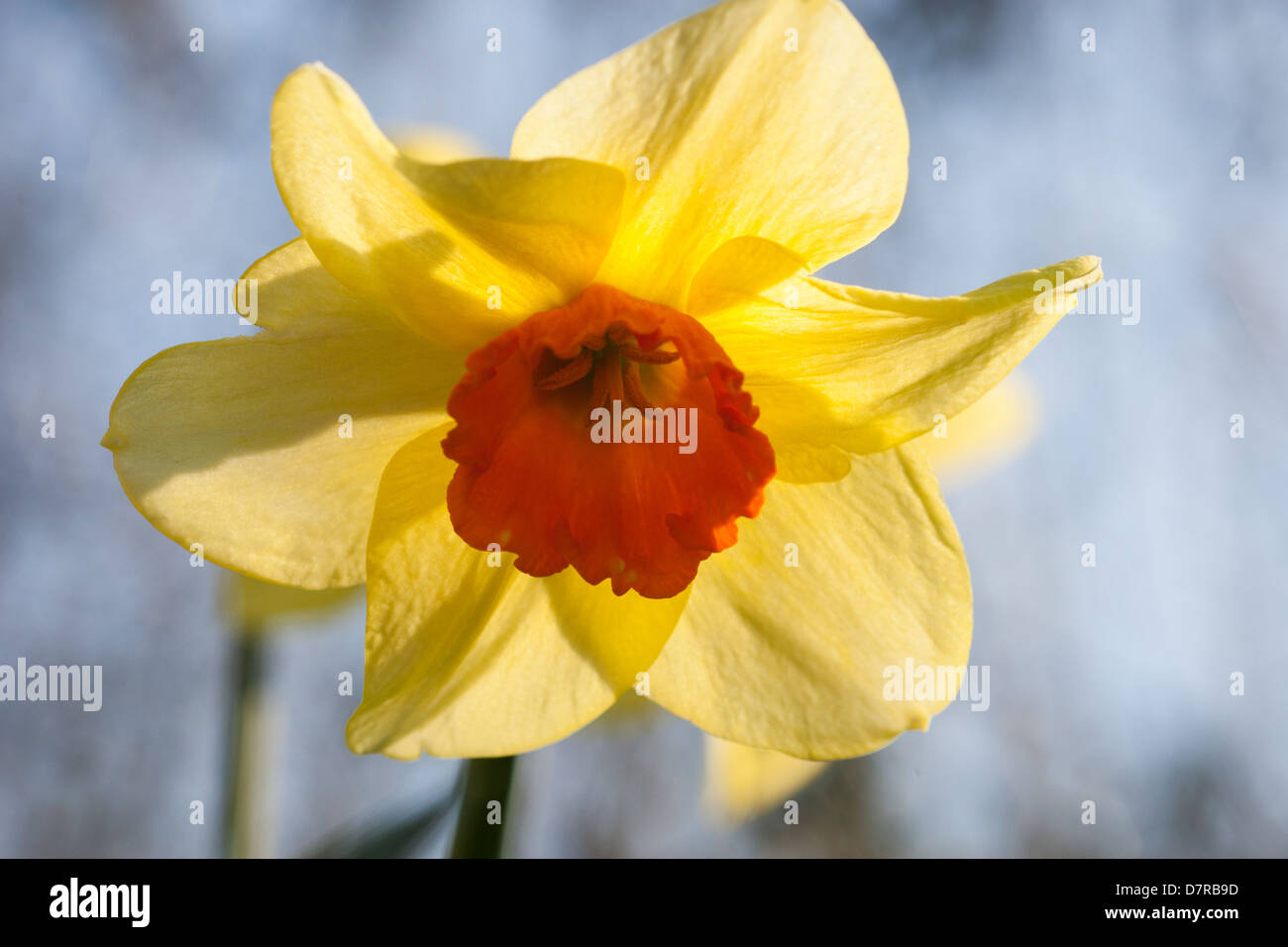 Bi-coloured garden daffodil Stock Photo - Alamy