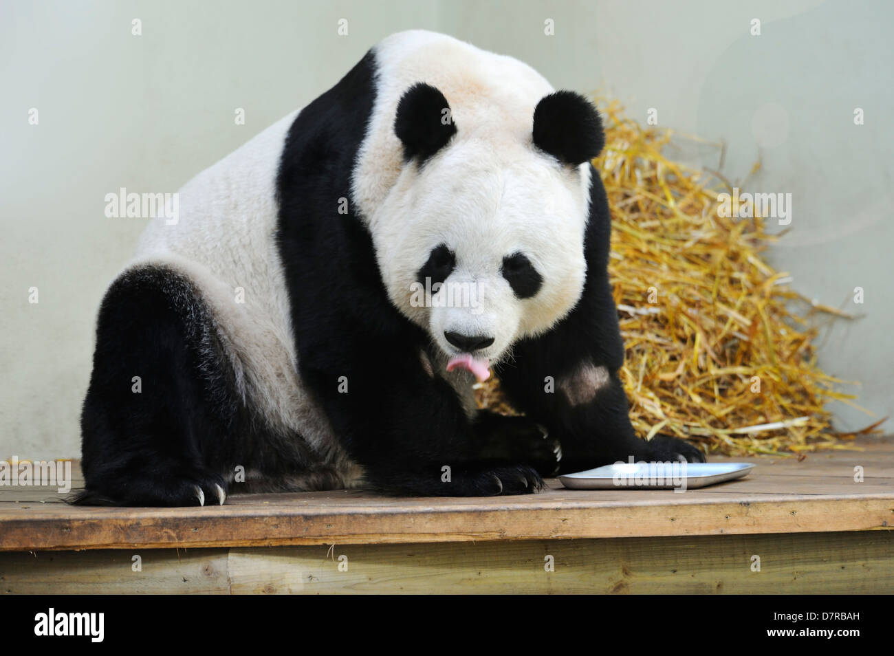 Female giant panda Tian Tian or "Sweetie" in Edinburgh Zoo, Scotland ...