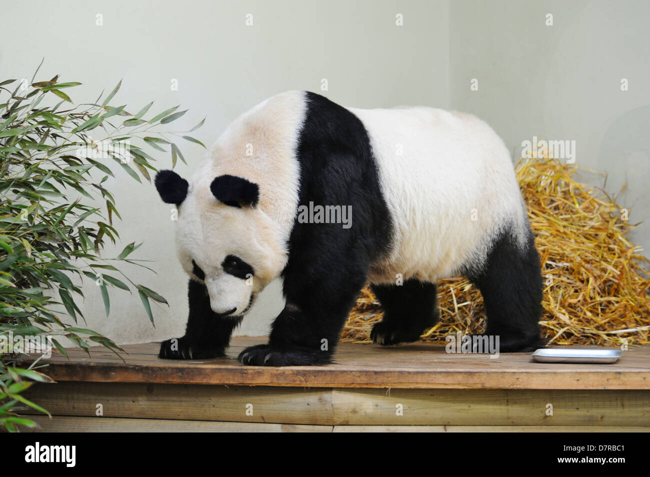 Female giant panda Tian Tian or "Sweetie" in Edinburgh Zoo, Scotland ...