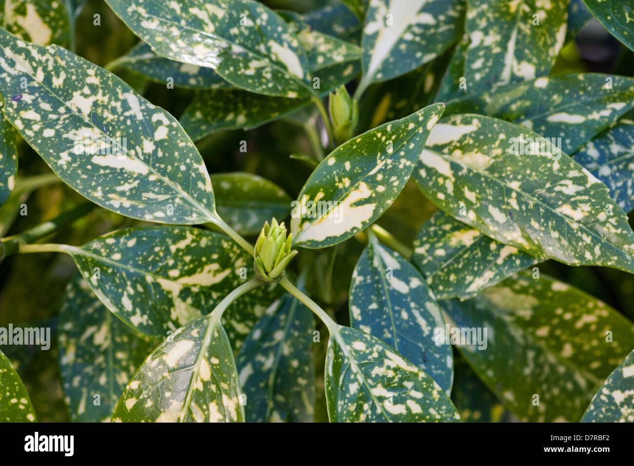Variegated yellow and orange rose hi-res stock photography and images ...