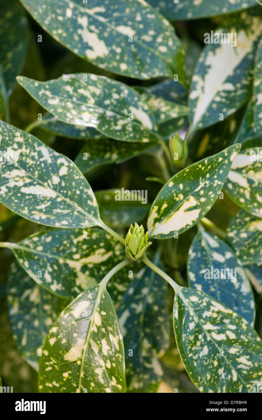 Variegated yellow and orange rose hi-res stock photography and images ...