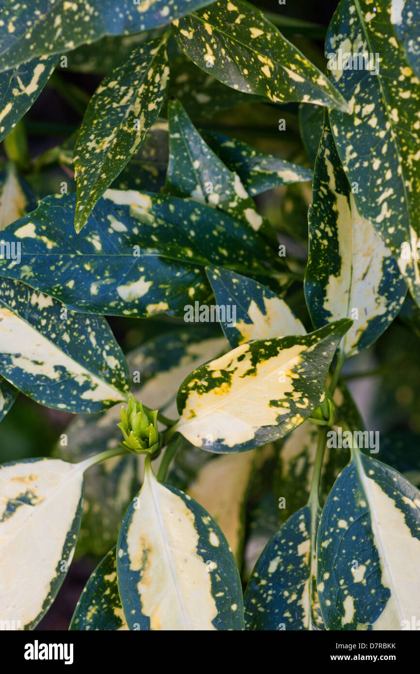 Variegated yellow and orange rose hi-res stock photography and images ...