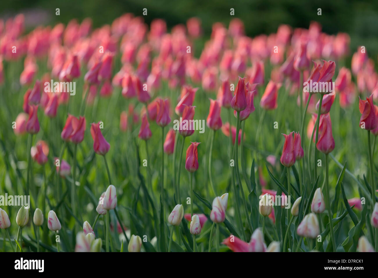 Field of Tulips Stock Photo - Alamy