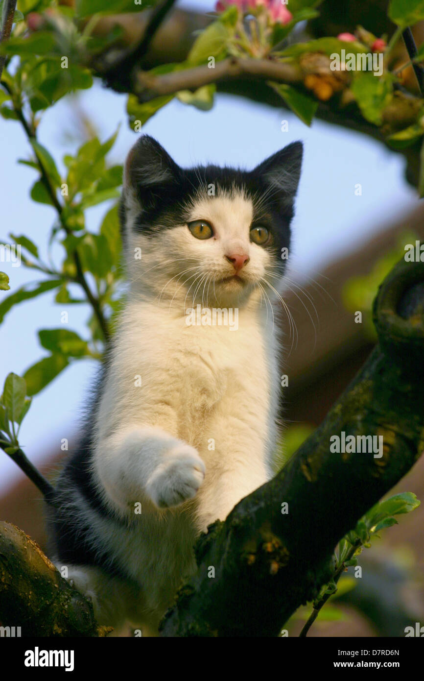 kitten on a tree Stock Photo - Alamy