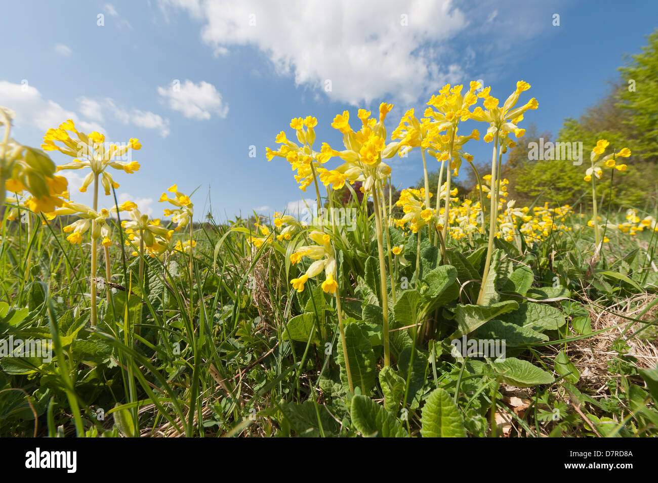 Common English Cowslip springtime bloom wildflower on south facing ...