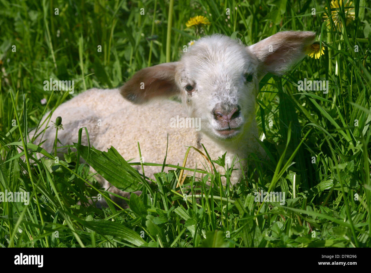 Cute baby lamb summer hi-res stock photography and images - Alamy
