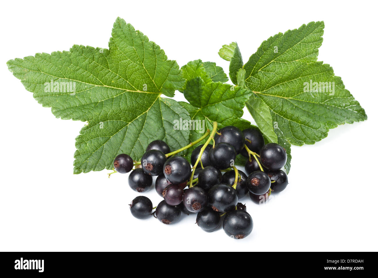 fresh blackcurrant isolated Stock Photo - Alamy