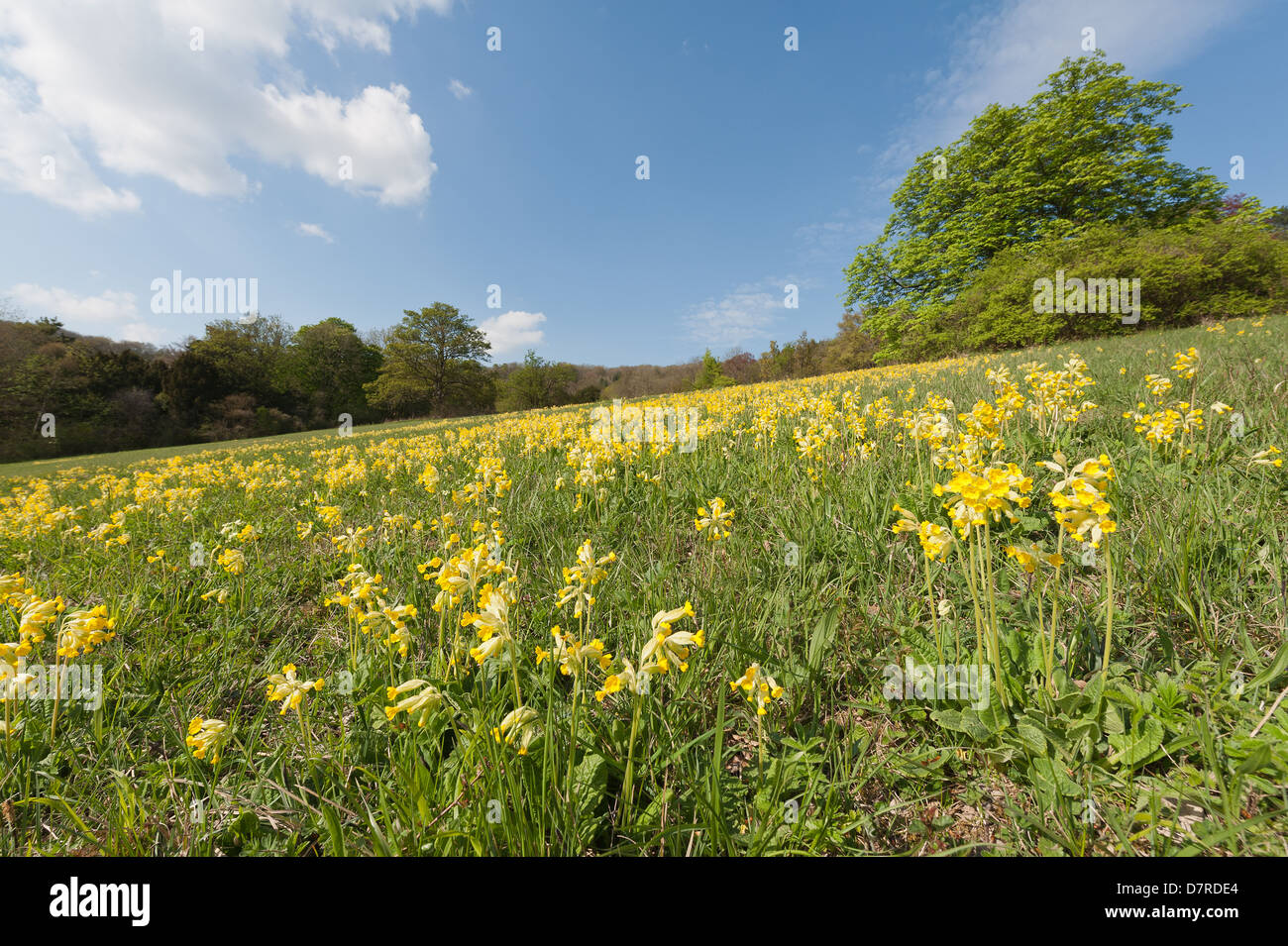 Common English Cowslip springtime bloom wildflower on south facing ...