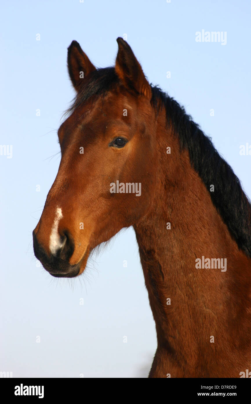 Horse head side view hi-res stock photography and images - Alamy