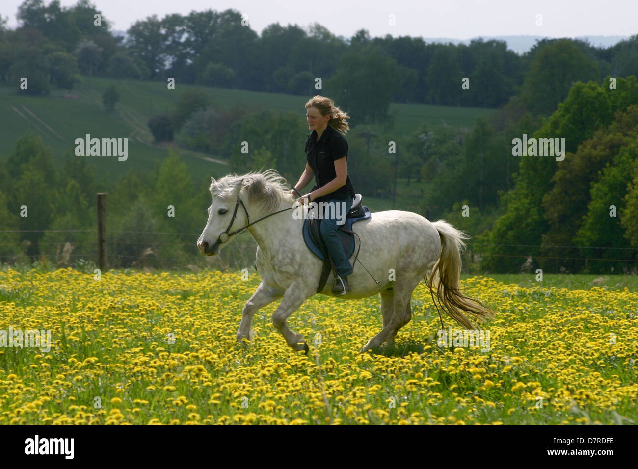 Horse Grey Riding Rider Cantering High Resolution Stock Photography and ...