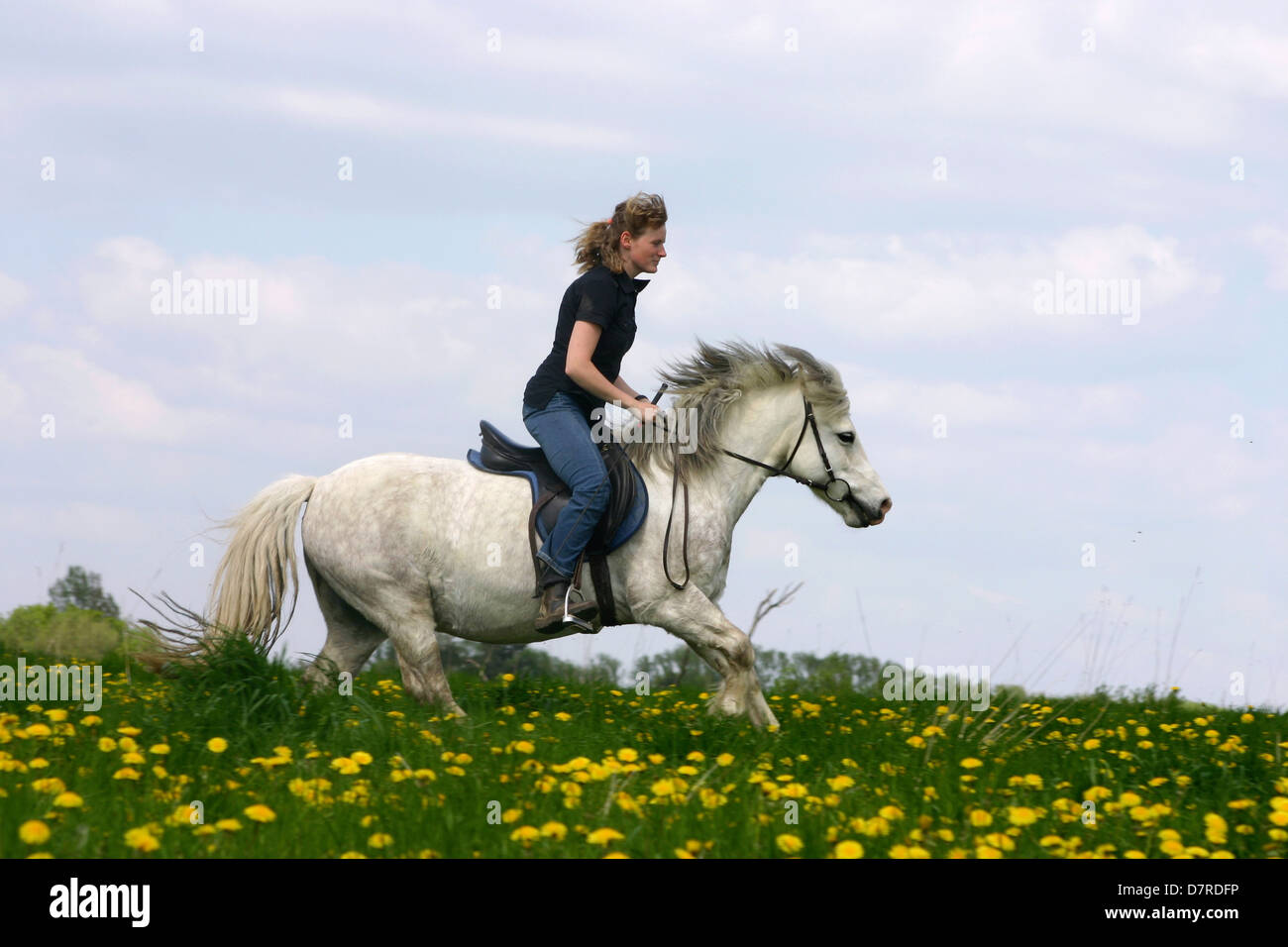 Horse grey riding rider cantering hi-res stock photography and images ...