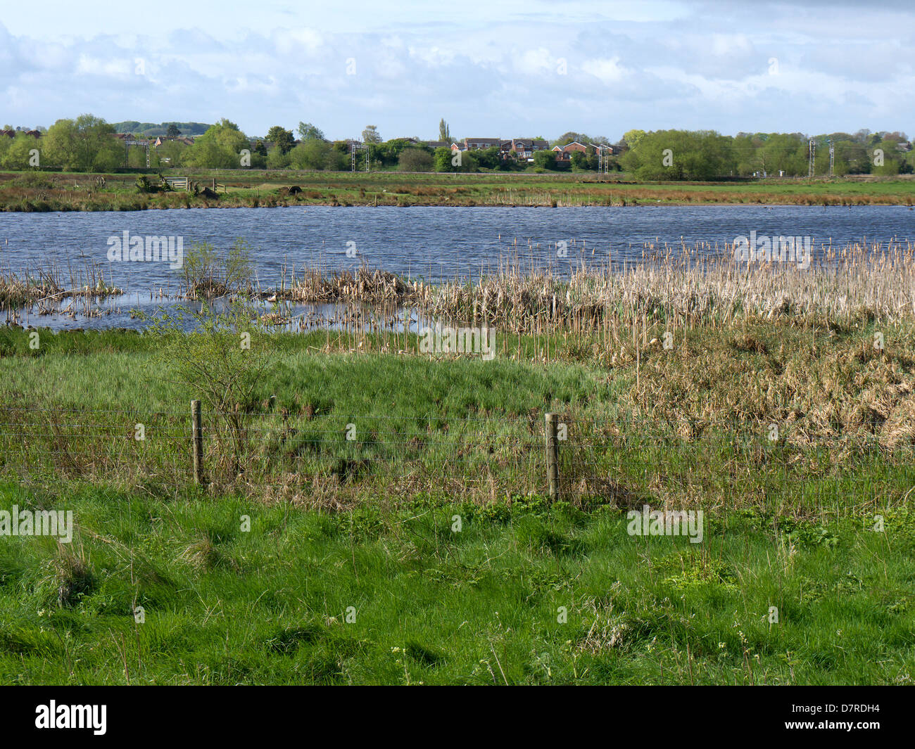 Doxey Marshes, Staffordshire Wildlife Trust Reserve, Staffordshire, May ...