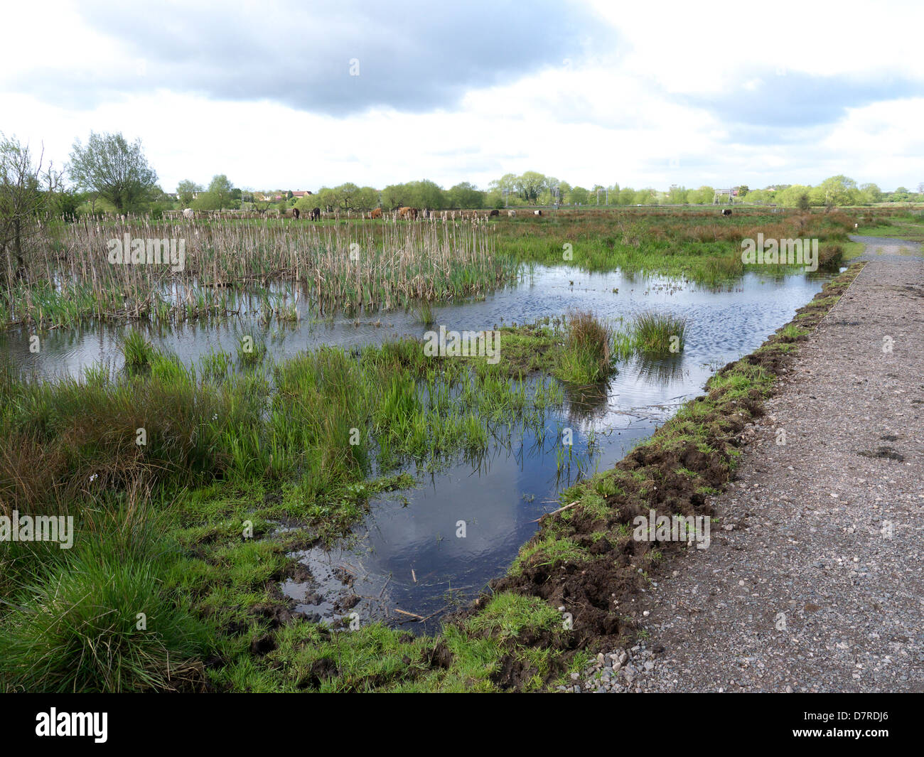 Doxey Marshes, Staffordshire Wildlife Trust Reserve, Staffordshire, May ...