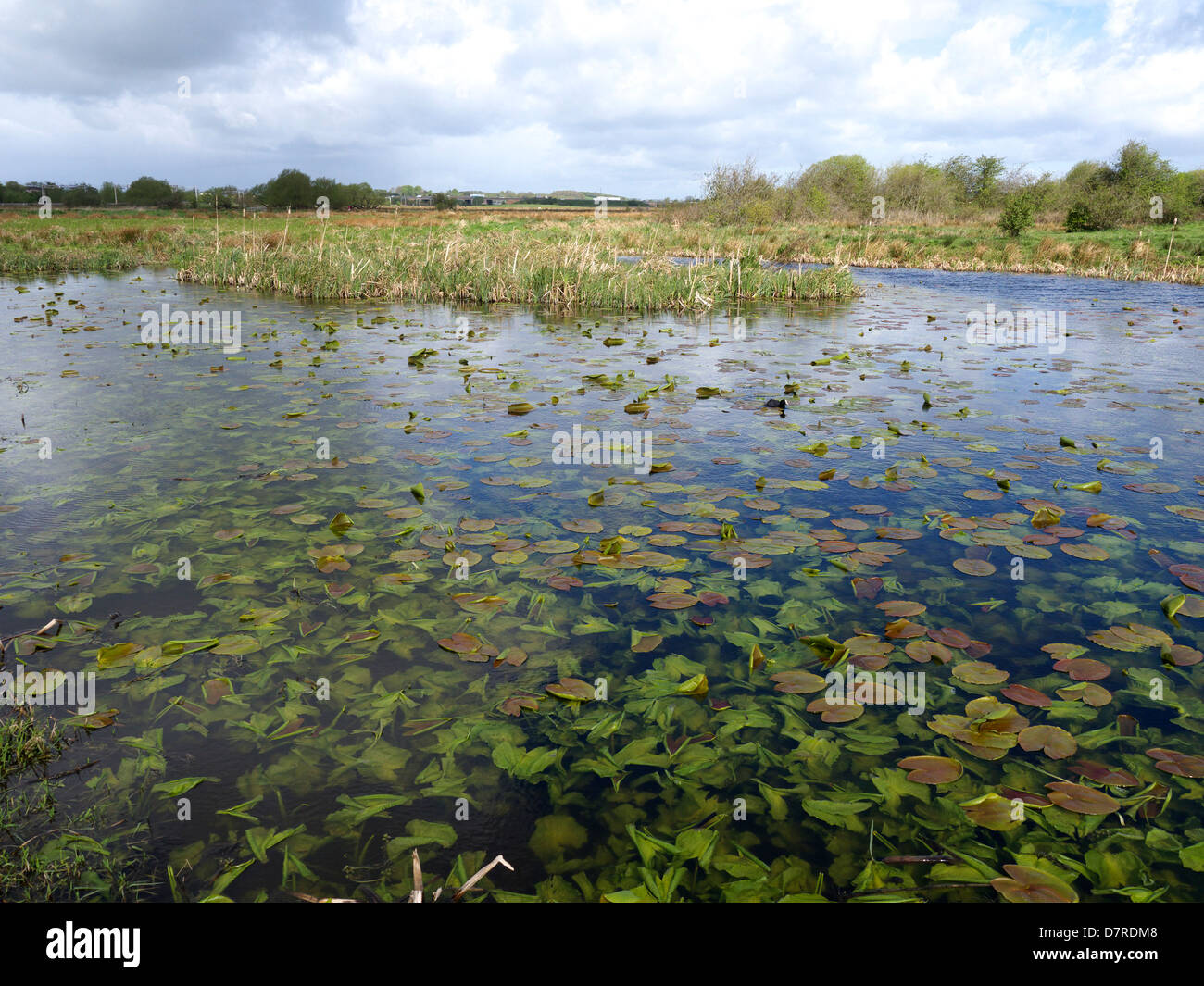 Doxey Marshes, Staffordshire Wildlife Trust Reserve, Staffordshire, May ...