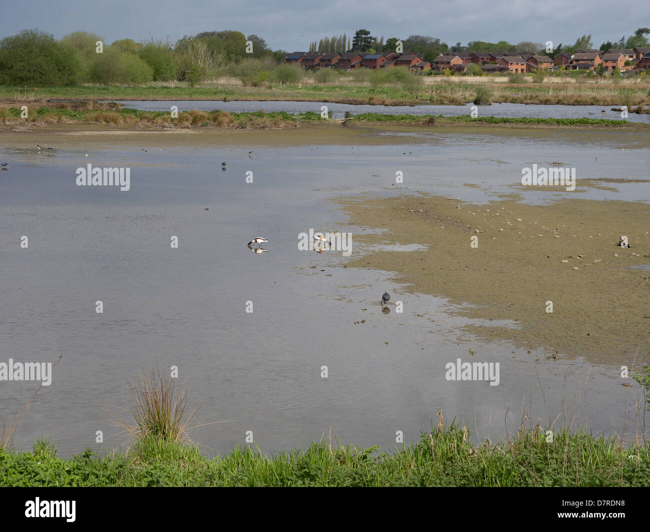 Doxey Marshes, Staffordshire Wildlife Trust Reserve, Staffordshire, May ...
