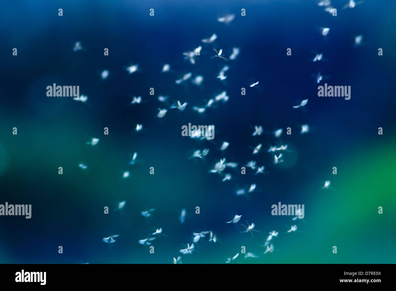 Swarm of insects hi-res stock photography and images - Alamy