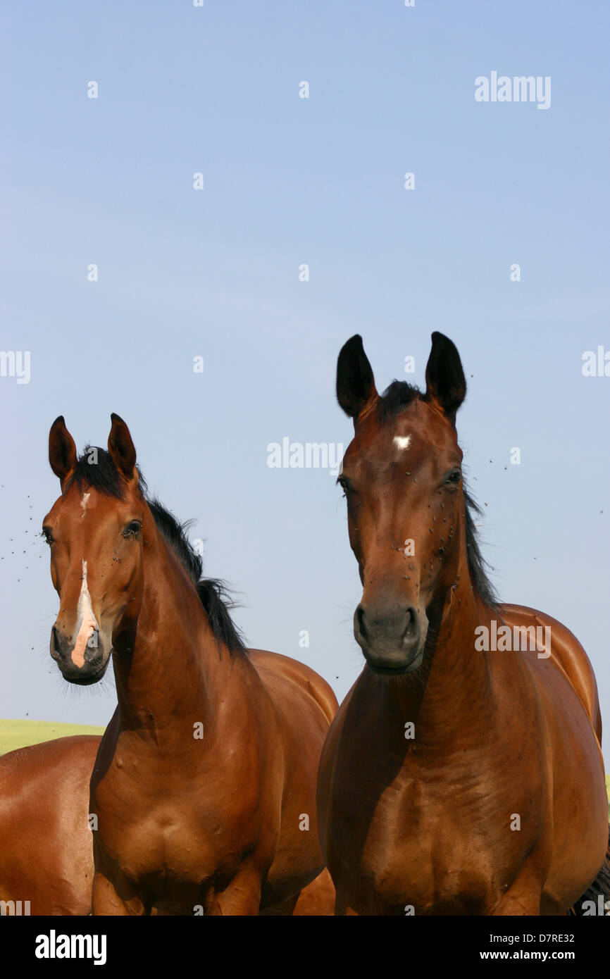 Portrait of two horses hi-res stock photography and images - Alamy