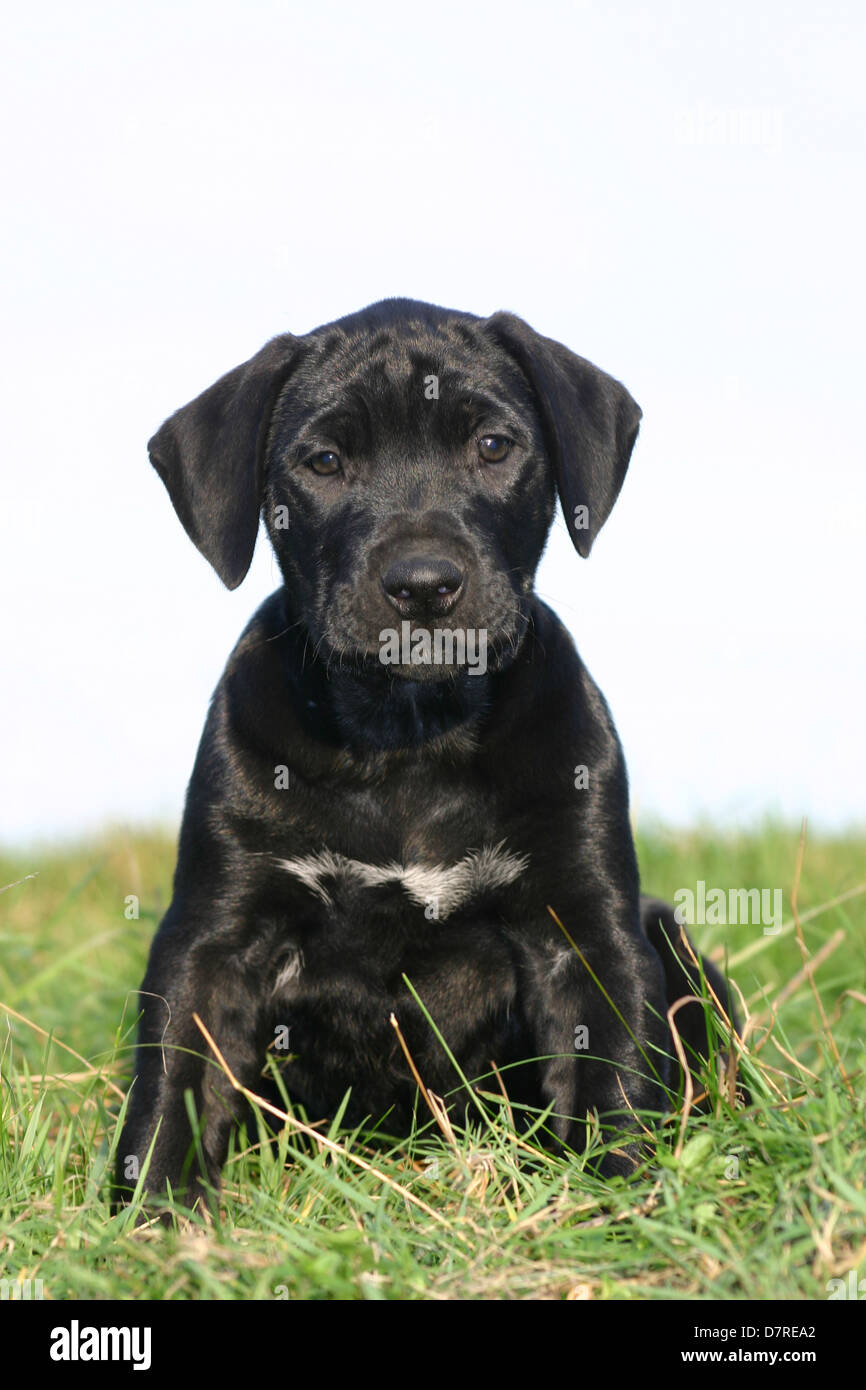 Baby mongrel hi-res stock photography and images - Alamy
