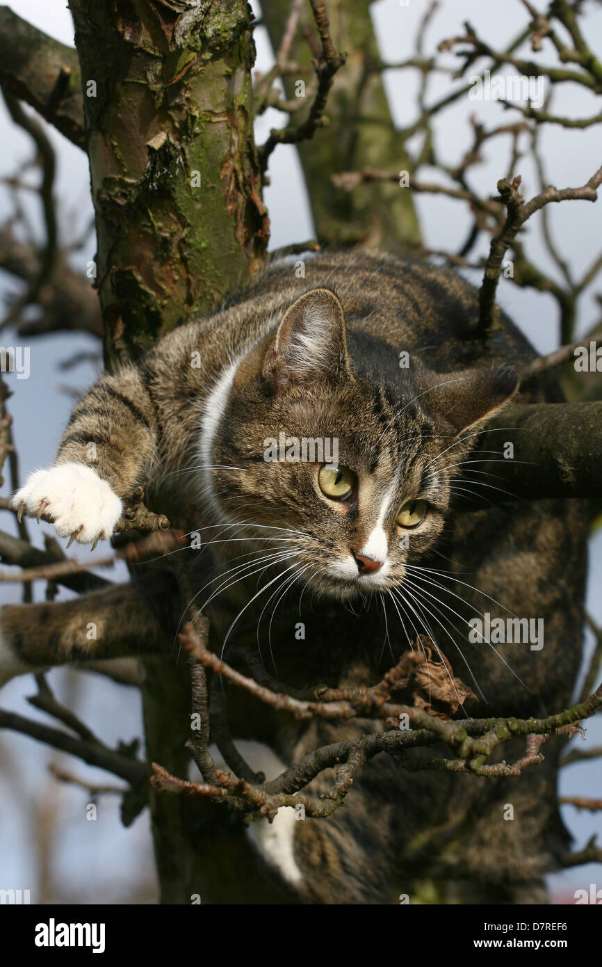 Cats on trees hi-res stock photography and images - Alamy