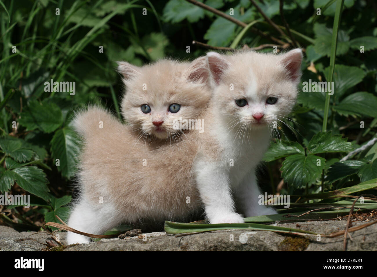 Angora kitten hi-res stock photography and images - Alamy