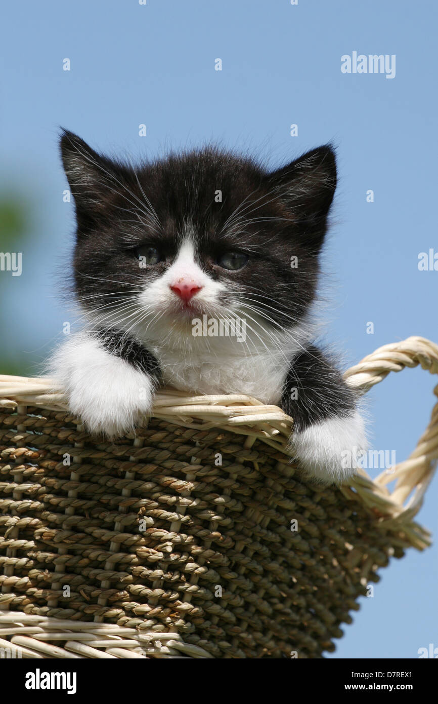 Cat baby kitten angora kittens hi-res stock photography and images - Alamy