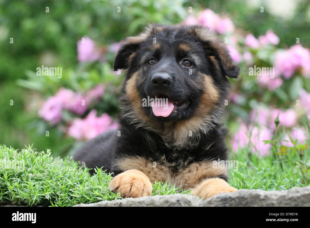 German Shepherd pup Stock Photo - Alamy