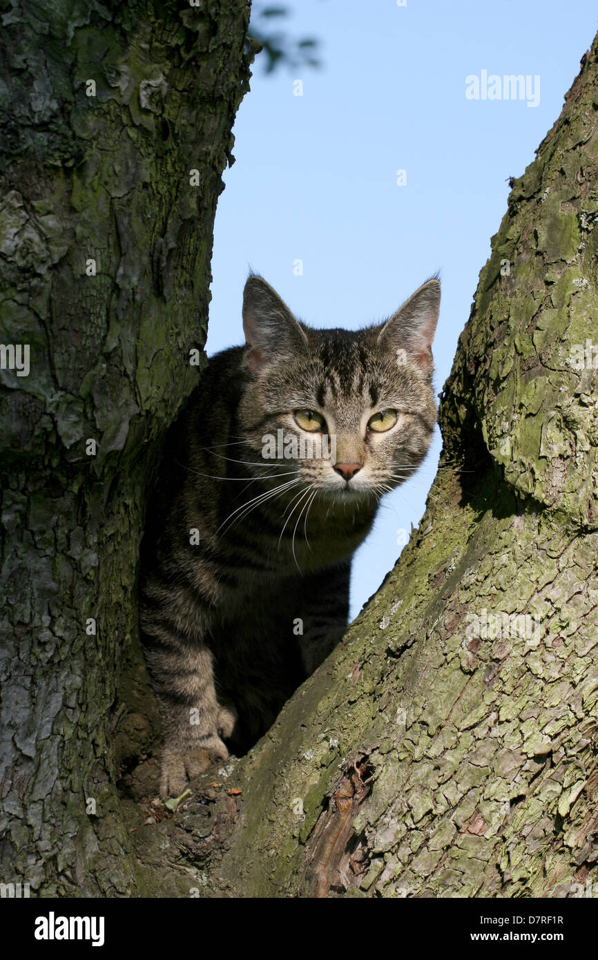 cat on tree Stock Photo - Alamy