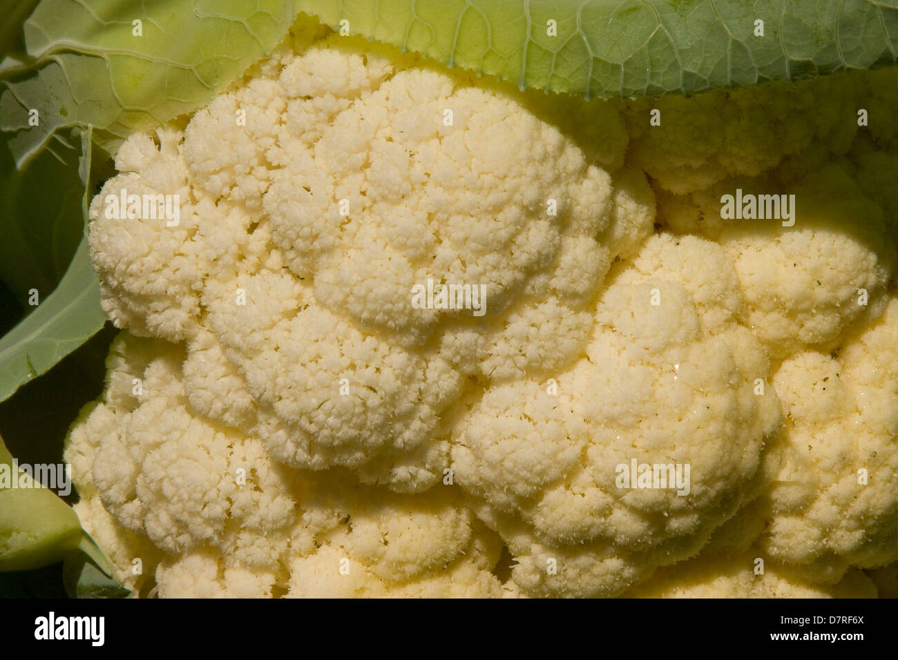 Fresh homegrown organic Cauliflower Stock Photo - Alamy