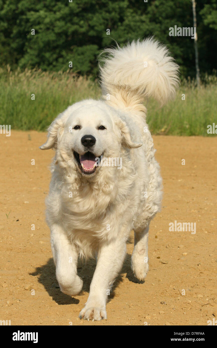 Kuvasz