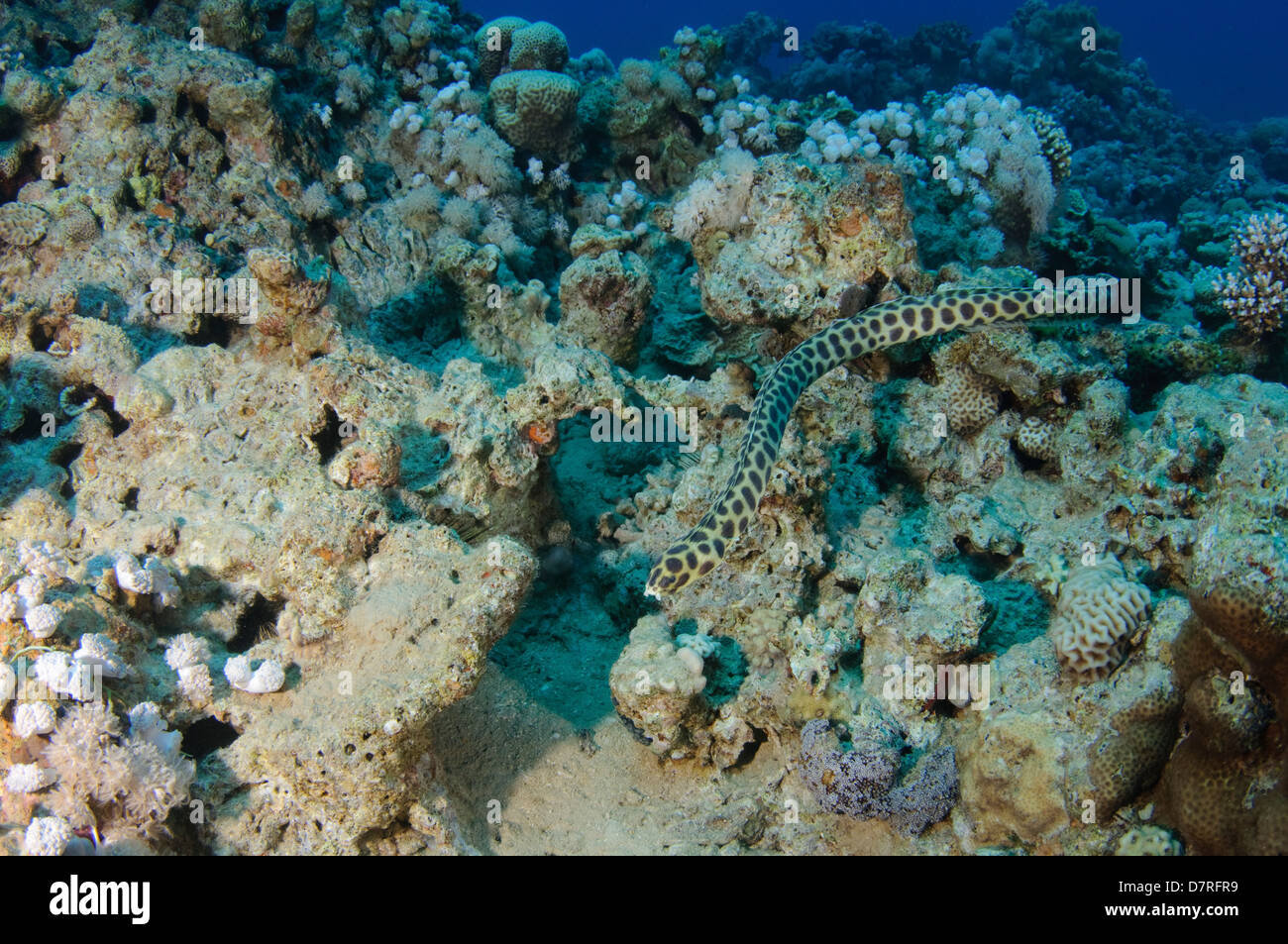Underwater photography of a coral reef in the Red Sea Aqaba, Jordan ...