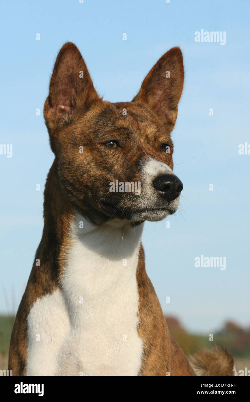 Basenji brindle dog hi-res stock photography and images - Alamy
