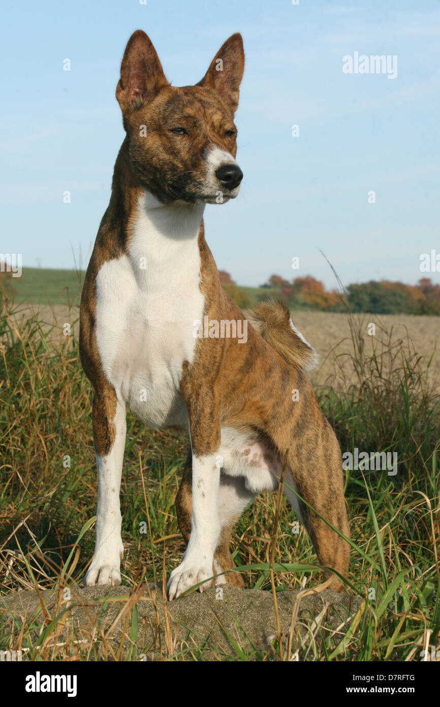 Basenji brindle dog hi-res stock photography and images - Alamy