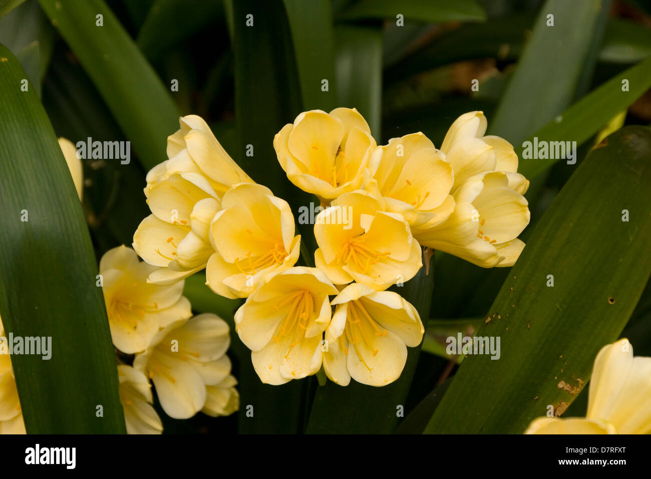 Golden yellow flowered Clivea Stock Photo - Alamy