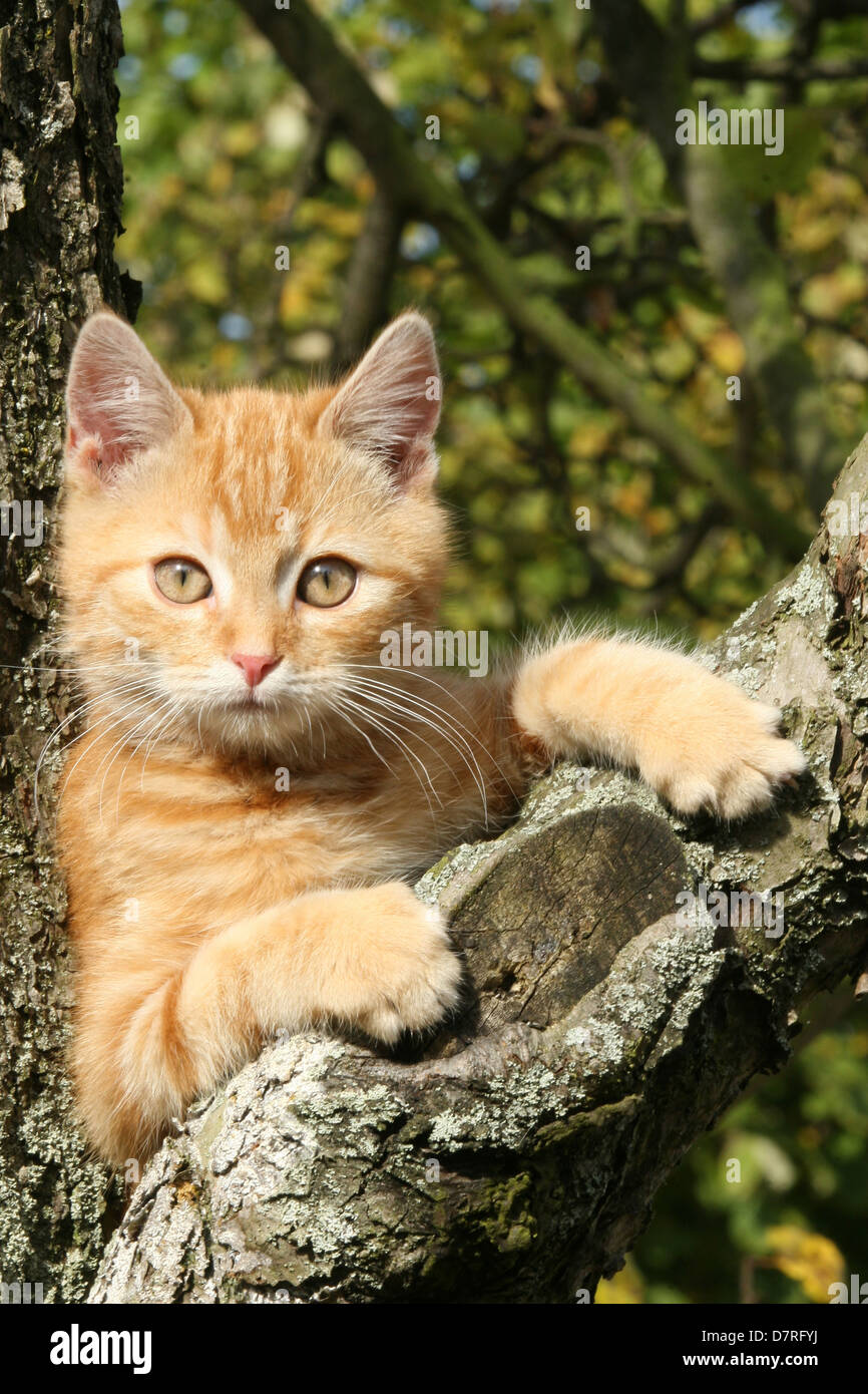 Ginger cat climbing trees hi-res stock photography and images - Alamy