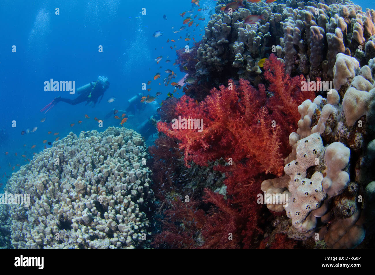 Underwater photography of a coral reef in the Red Sea Aqaba, Jordan ...
