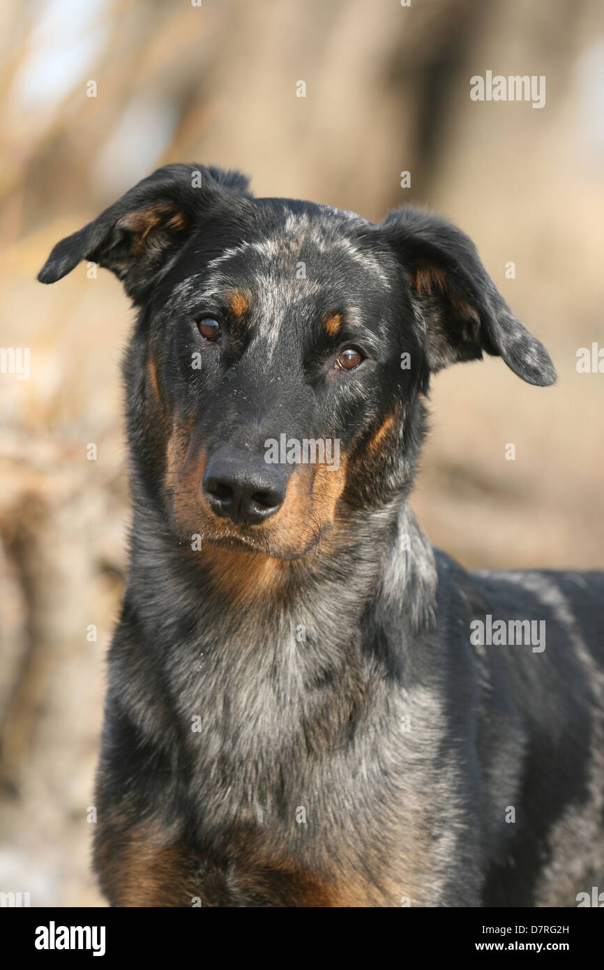 Beauce dog hi-res stock photography and images - Alamy