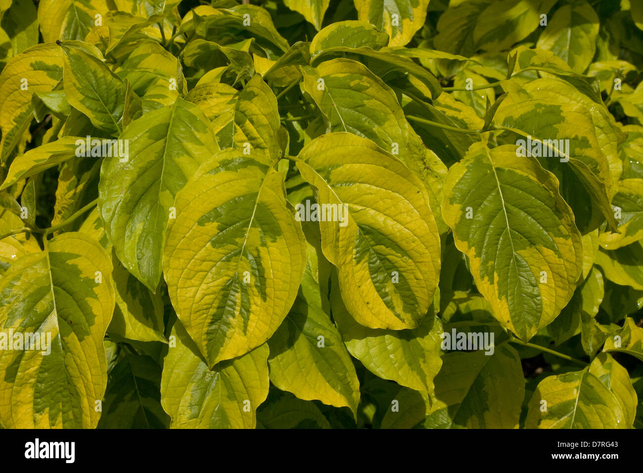 The beautiful spring foliage of Cornus florida Tricolor Stock Photo - Alamy