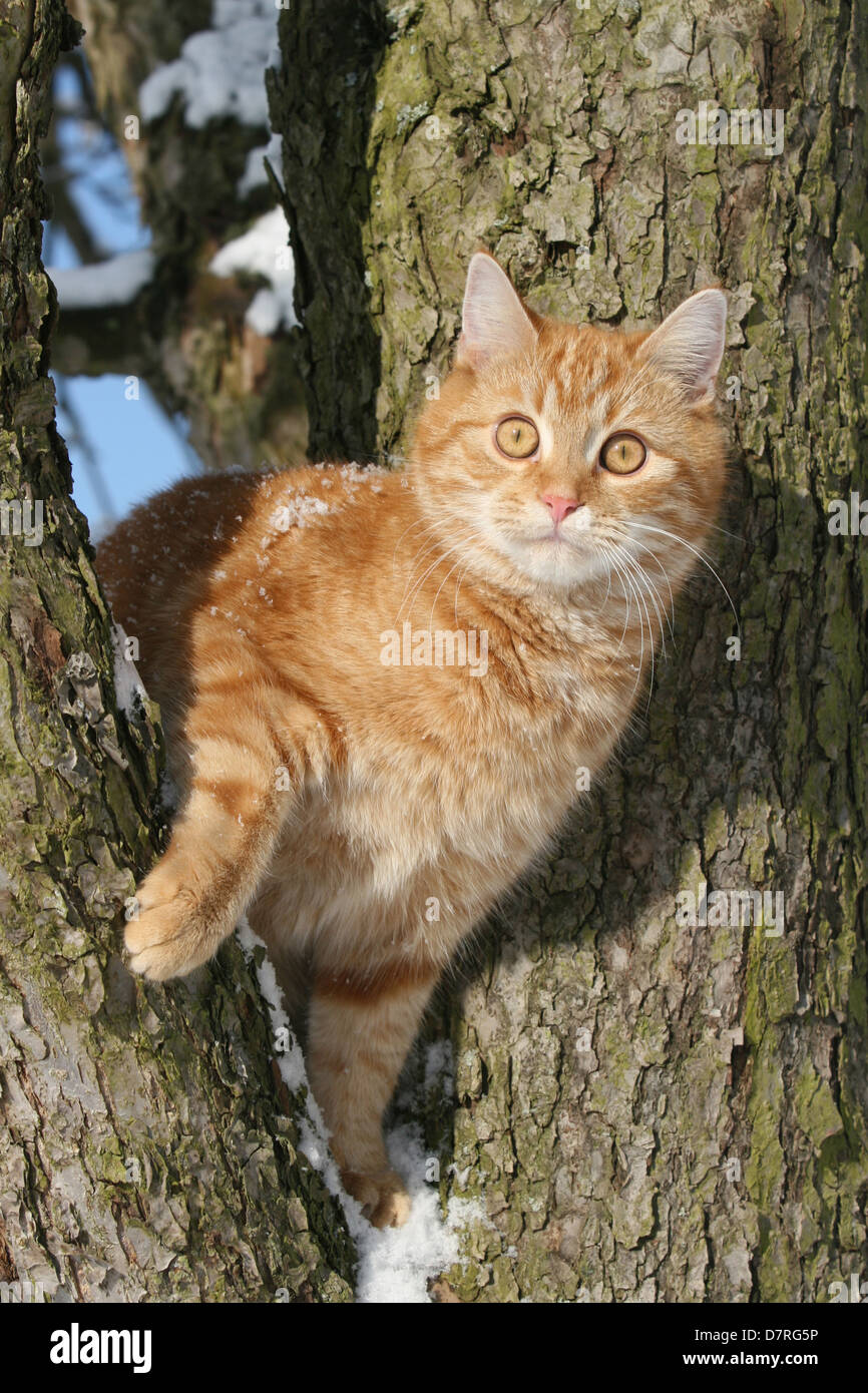 red tomcat in snow Stock Photo - Alamy