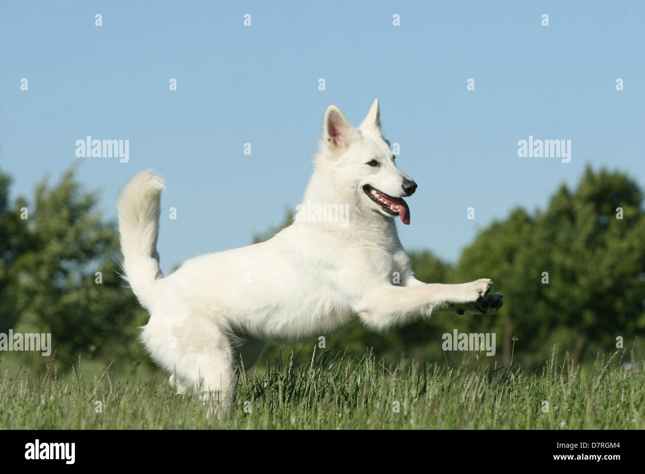 running white shepherd Stock Photo - Alamy